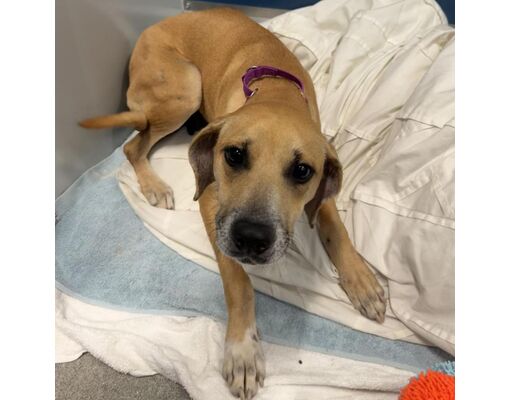 Jupiter, FL - Black Mouth Cur/Mixed Breed (Medium). Meet Trixie a Pet ...