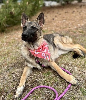 Denver, CO - German Shepherd Dog. Meet Okla Padme a Pet for Adoption ...