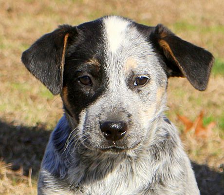 Southbury, CT - Australian Cattle Dog/Labrador Retriever. Meet Abbigale ...