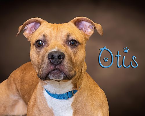 Somerset, PA - Boxer/Dachshund. Meet Otis a Pet for Adoption ...