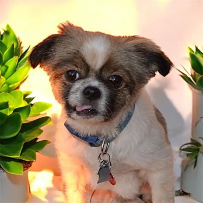 Bellingham, WA - Pomeranian/Shih Tzu. Meet Coco a Pet for Adoption ...