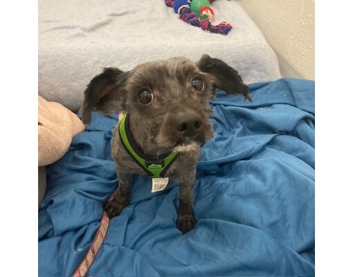 Boston, MA - Yorkie, Yorkshire Terrier. Meet DEXTER a Pet for Adoption ...