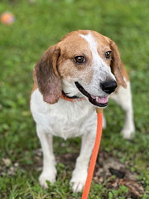 Sparta, NJ - Beagle/Foxhound. Meet Jerry a Pet for Adoption - AdoptaPet.com