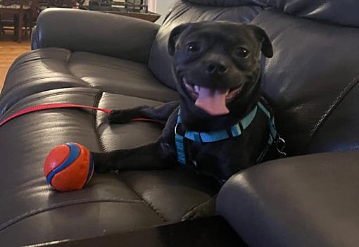 Stoughton, MA - Pug. Meet Mojo a Pet for Adoption - AdoptaPet.com