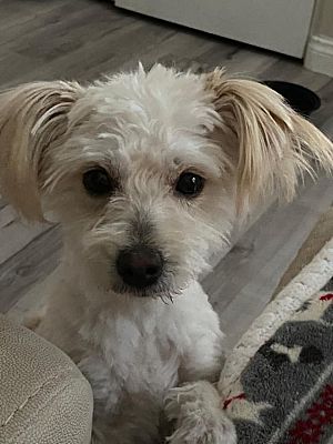 Las Vegas, NV - Maltese. Meet Poofy Two Moons a Pet for Adoption ...