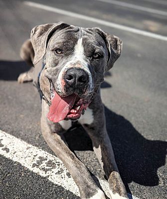 Denver, CO - Boxer/Neapolitan Mastiff. Meet Hooligan a Pet for Adoption ...