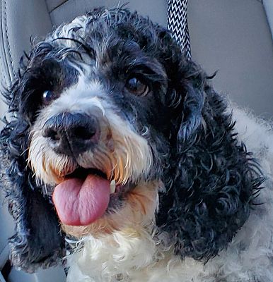 Tucson, AZ - Cockapoo/Cockapoo. Meet NANO a Pet for Adoption ...