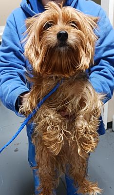 Dallas, GA - Yorkie, Yorkshire Terrier. Meet 23-10-3369 Lionel a Pet ...