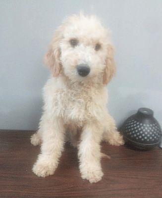 Pennington, NJ - Goldendoodle. Meet Sammy a Pet for Adoption ...