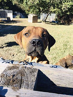 East Dundee, IL - Rhodesian Ridgeback. Meet Rocky a Pet for Adoption ...