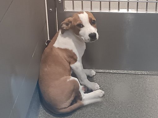 Rome, GA - Mixed Breed (Medium). Meet Anne a Pet for Adoption ...