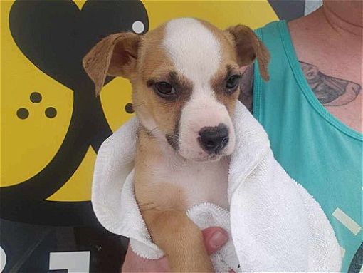 Candler, NC - Terrier (Unknown Type, Medium). Meet Gretchen a Pet for ...