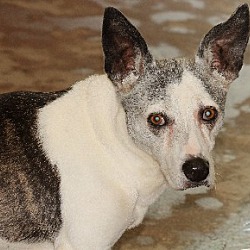 Savannah, MO - Siamese. Meet Bronwen a Pet for Adoption - AdoptaPet.com