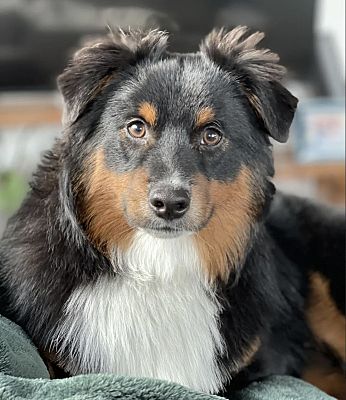 Minneapolis, MN - Australian Shepherd. Meet Tazzy a Pet for Adoption ...