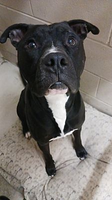 Wilmington, OH - Staffordshire Bull Terrier. Meet Zilo a Pet for ...