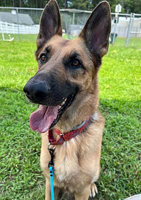 Virginia Beach, VA - German Shepherd Dog. Meet 2210-1568 Thor a Pet for ...