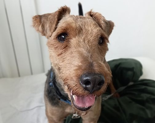 Westfield, NY - Welsh Terrier. Meet Doug a Pet for Adoption - AdoptaPet.com