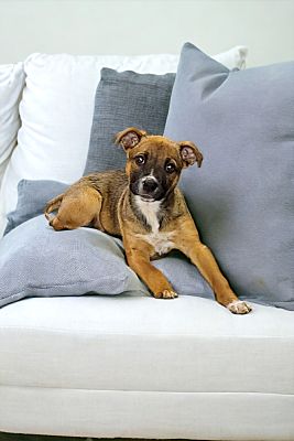 Billings, MT - Boxer/Mixed Breed (Medium). Meet Kimi a Pet for Adoption ...