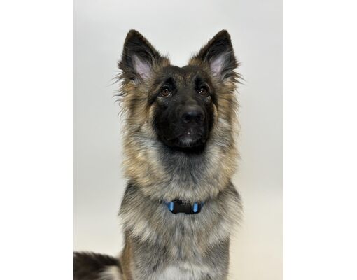 Hayward, CA - German Shepherd Dog. Meet TWIST a Pet for Adoption ...