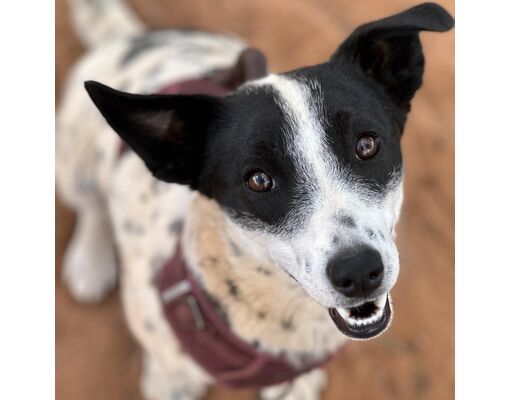Kanab, UT - Australian Cattle Dog/Mixed Breed (Medium). Meet Juliana a ...