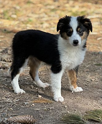Lake Hiawatha, NJ - Australian Shepherd/Sheltie, Shetland Sheepdog ...