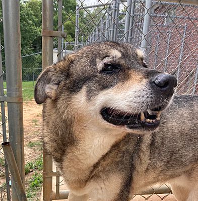 New Canaan, CT - Husky/Shepherd (Unknown Type). Meet Helen - CP a Pet ...