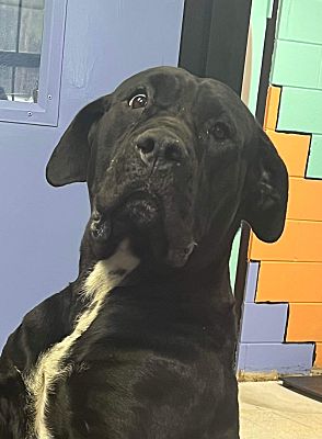 Enfield, CT - Cane Corso/Mixed Breed (Large). Meet Kenzie/URGENT a Pet ...