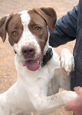 Kingman, AZ - American Staffordshire Terrier/Pointer. Meet Sally* a Pet ...