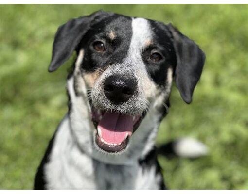 Colorado Springs, CO - Border Collie. Meet BETTY a Pet for Adoption ...