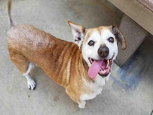 Carlsbad, CA - Pembroke Welsh Corgi/Beagle. Meet Sherman a Pet for ...