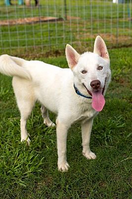 Portland, OR - Siberian Husky. Meet Apollo a Pet for Adoption ...