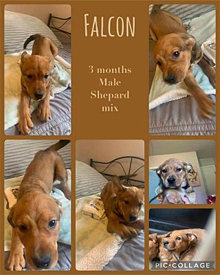 Jacksonville, NC - Shepherd (Unknown Type). Meet Falcon - Hero's a Pet ...