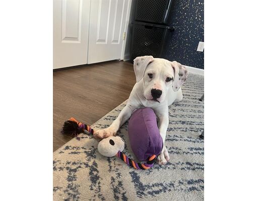 Charlotte, NC - Boxer. Meet SNOWFLAKE a Pet for Adoption - AdoptaPet.com