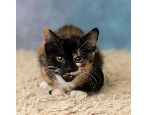 Minneapolis, MN - Domestic Shorthair. Meet Flame a Pet for Adoption ...