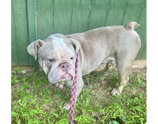 Blue Ridge, GA - English Bulldog. Meet Chester a Pet for Adoption ...