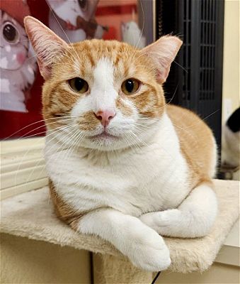 Phoenix, AZ - Domestic Shorthair. Meet Chester a Pet for Adoption ...