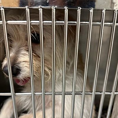 Philadelphia, PA - Terrier (Unknown Type, Small). Meet Devona a Pet for ...