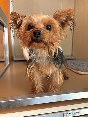 Norman, OK - Yorkie, Yorkshire Terrier. Meet 30470 a Pet for Adoption ...