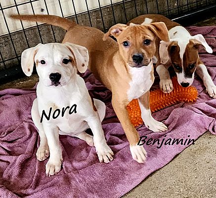 Southbury, CT - Basenji/Boxer. Meet Benjamin ~ meet me! a Pet for ...