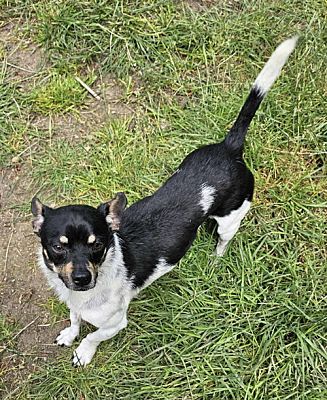 Olalla, WA - Rat Terrier. Meet Roscoe a Pet for Adoption - AdoptaPet.com