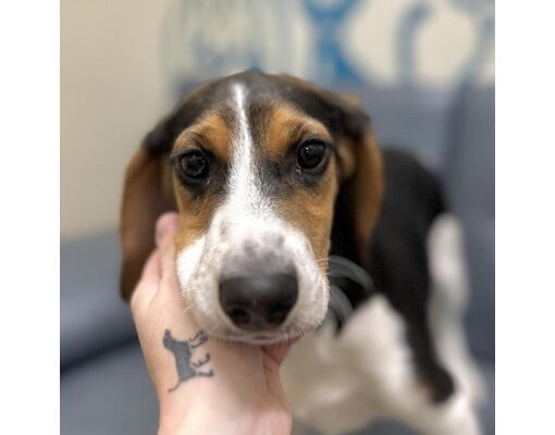 Monticello, IA - Beagle. Meet Frito a Pet for Adoption - AdoptaPet.com