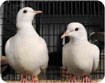 Chicago, IL - Dove. Meet White Ringneck Doves - Pair a Pet for Adoption ...
