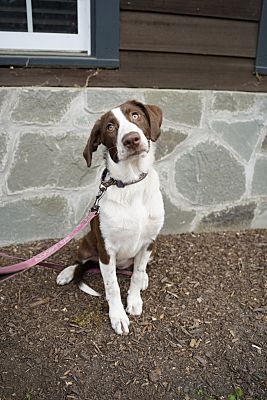 Southbury, CT - English Springer Spaniel/Golden Retriever. Meet Kelsey ...