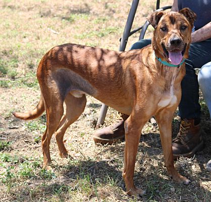 Brattleboro, VT - Rhodesian Ridgeback/Great Dane. Meet Skipper a Pet ...