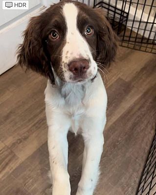 Spokane, WA - Springer Spaniel. Meet Zuri a Pet for Adoption ...