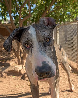 Phoenix, AZ - Great Dane. Meet Daley/Read my bio a Pet for Adoption ...