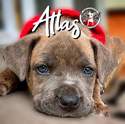 Portland, OR - Pit Bull Terrier. Meet Atlas "Aang" Angel a Pet for ...