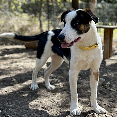 Duncan, OK - Border Collie/German Shepherd Dog. Meet Darla a Pet for ...