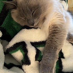 Castalia, OH - Ragdoll. Meet N.Gin a Pet for Adoption - AdoptaPet.com