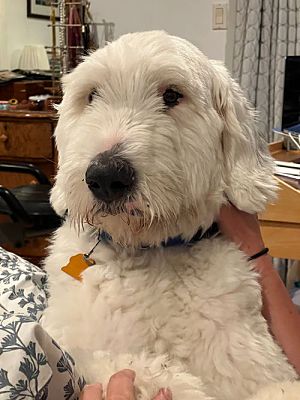 Sunnyvale, CA - English Sheepdog. Meet Dusty a Pet for Adoption ...